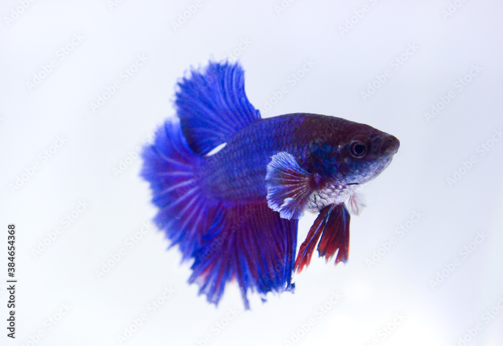 BLUE BETTA FISH ROSETAIL. CUPANG FISH WITH A LIGHT BLUE COLOR ABOVE AND ...