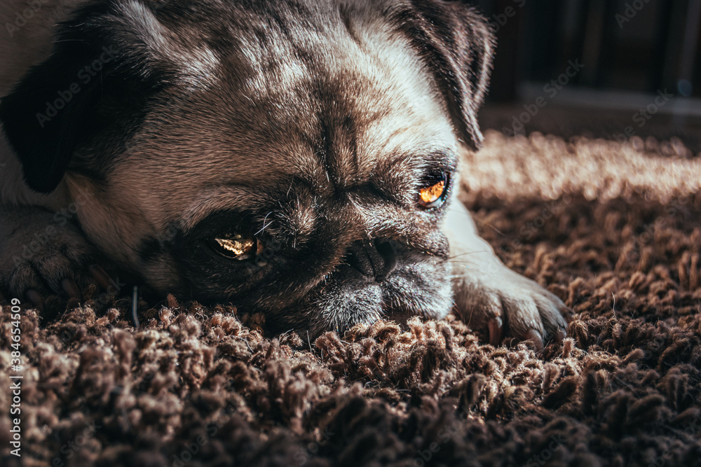 Female pug dog closeup on face expression, cute adult Canis lupus ...