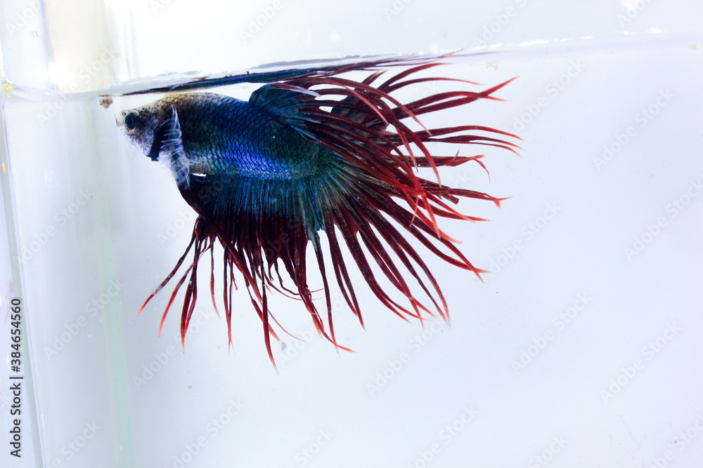 crowntail betta fish. The betta fish are light blue on the body and ...
