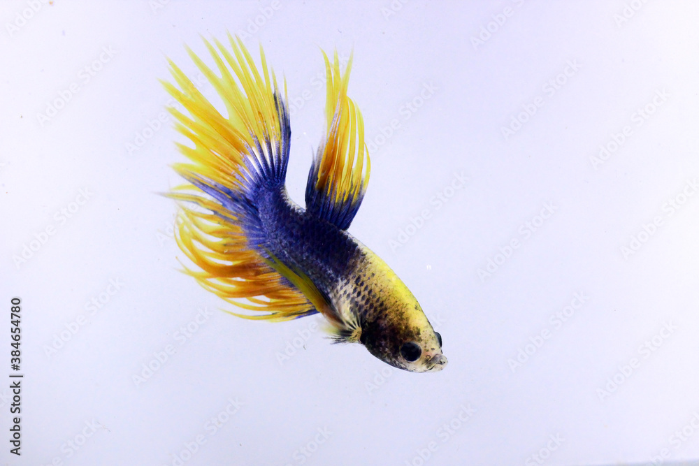 blue crowntail betta fish. The betta fish is blue on the body with a ...