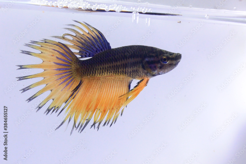 black crowntail betta fish. The black betta fish with an orange ...