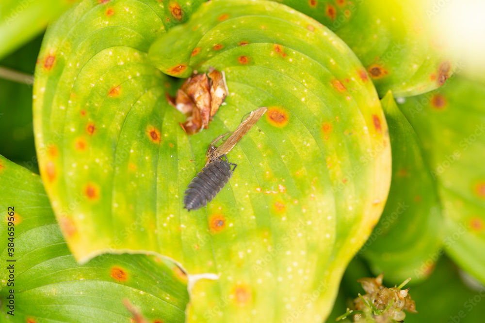 Grey segmented bug on a broad green loaf with orange spots and a hole ...