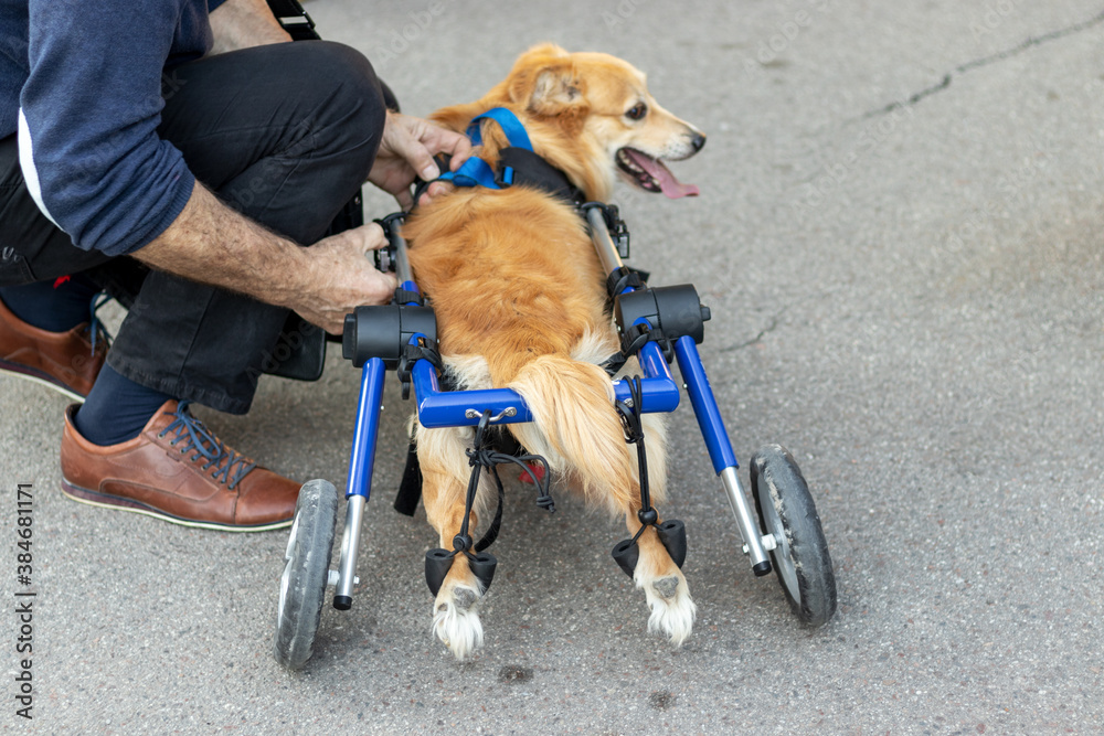 Owner put on a wheelchair their dog with disability. Day in the life of ...