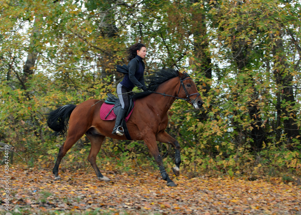 Equestrian riding horse down the forest path in the autumn evening ...