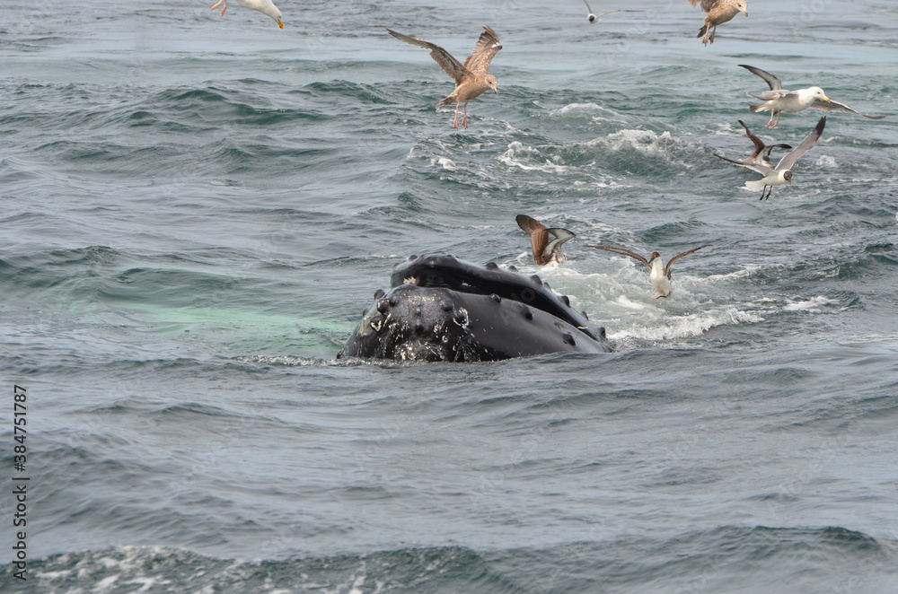 The snout of a humpback whale on the water surface with some flying ...