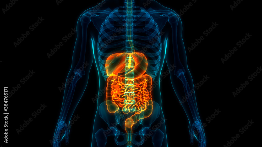 Human Digestive System Anatomy Stock Illustration | Adobe Stock