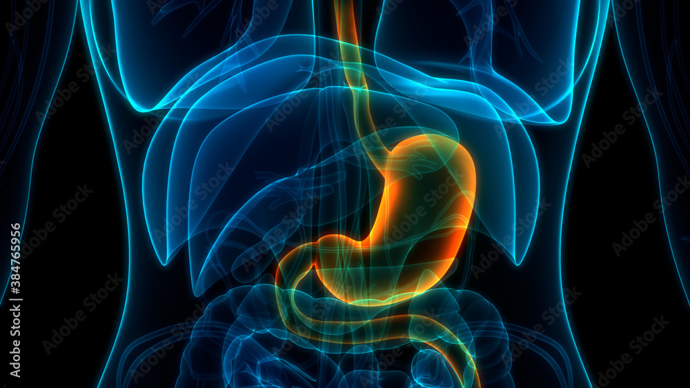 Human Digestive System Stomach Anatomy Stock Illustration | Adobe Stock