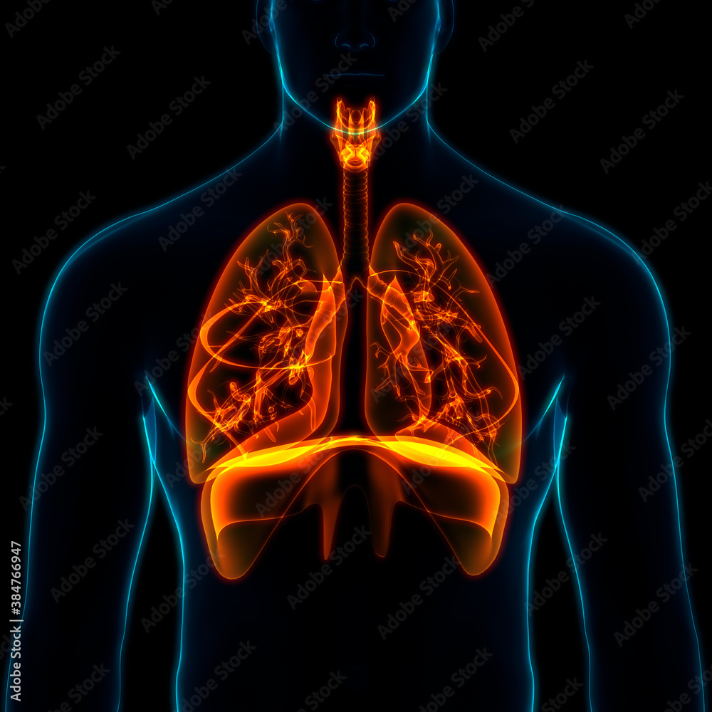 Human Respiratory System Lungs with Diaphragm Anatomy Stock ...