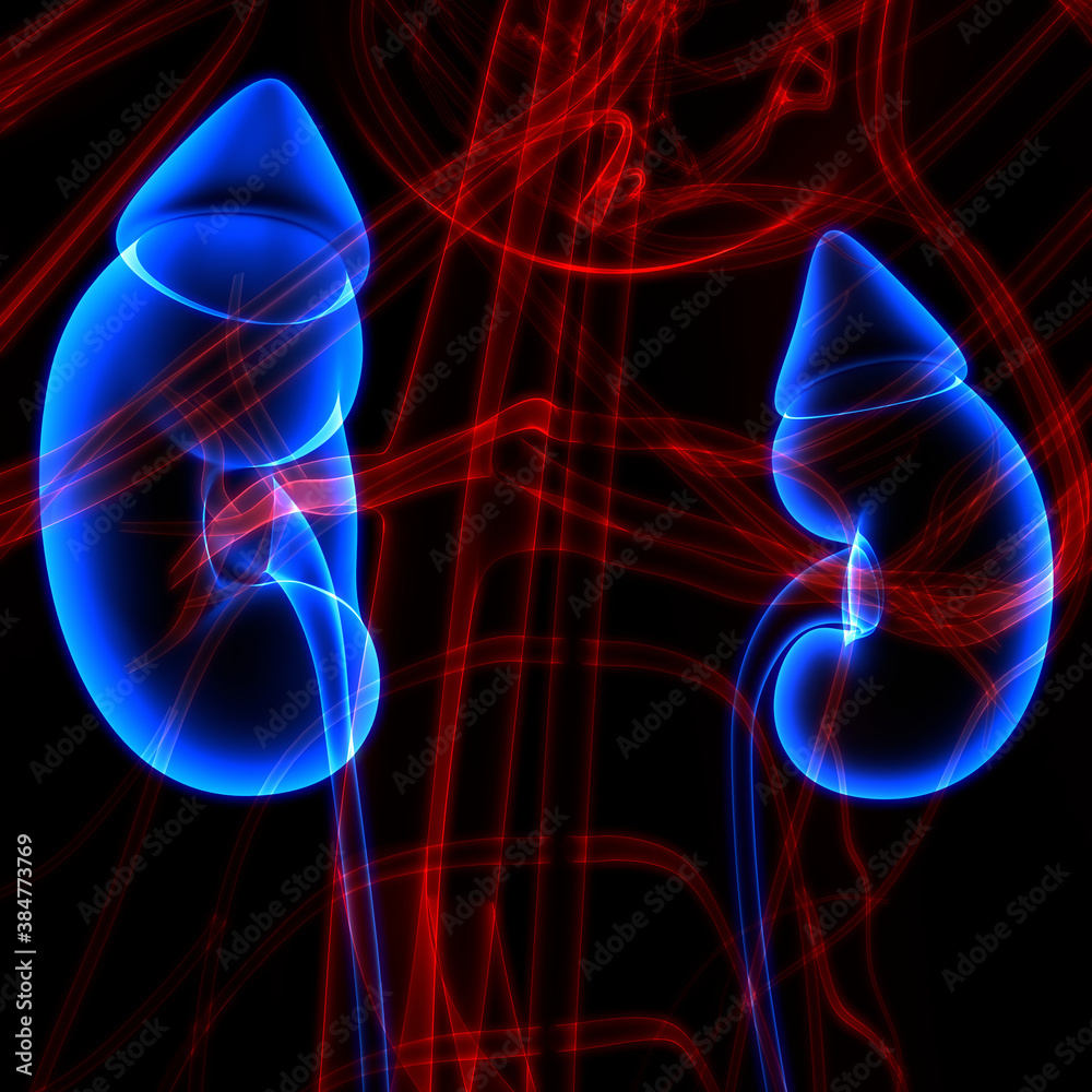 Human Urinary System Kidneys Anatomy Stock Illustration | Adobe Stock