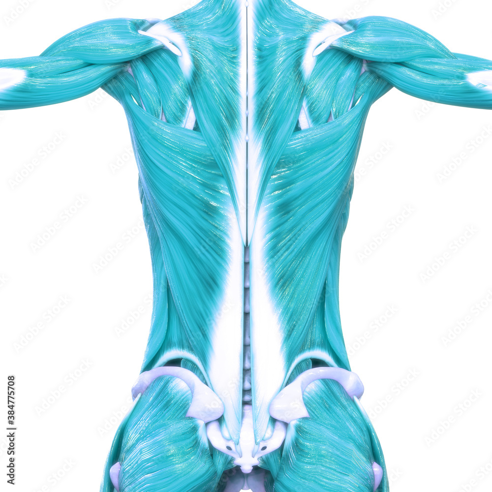 Muscles a Part of Human Muscular System Anatomy Stock Illustration ...