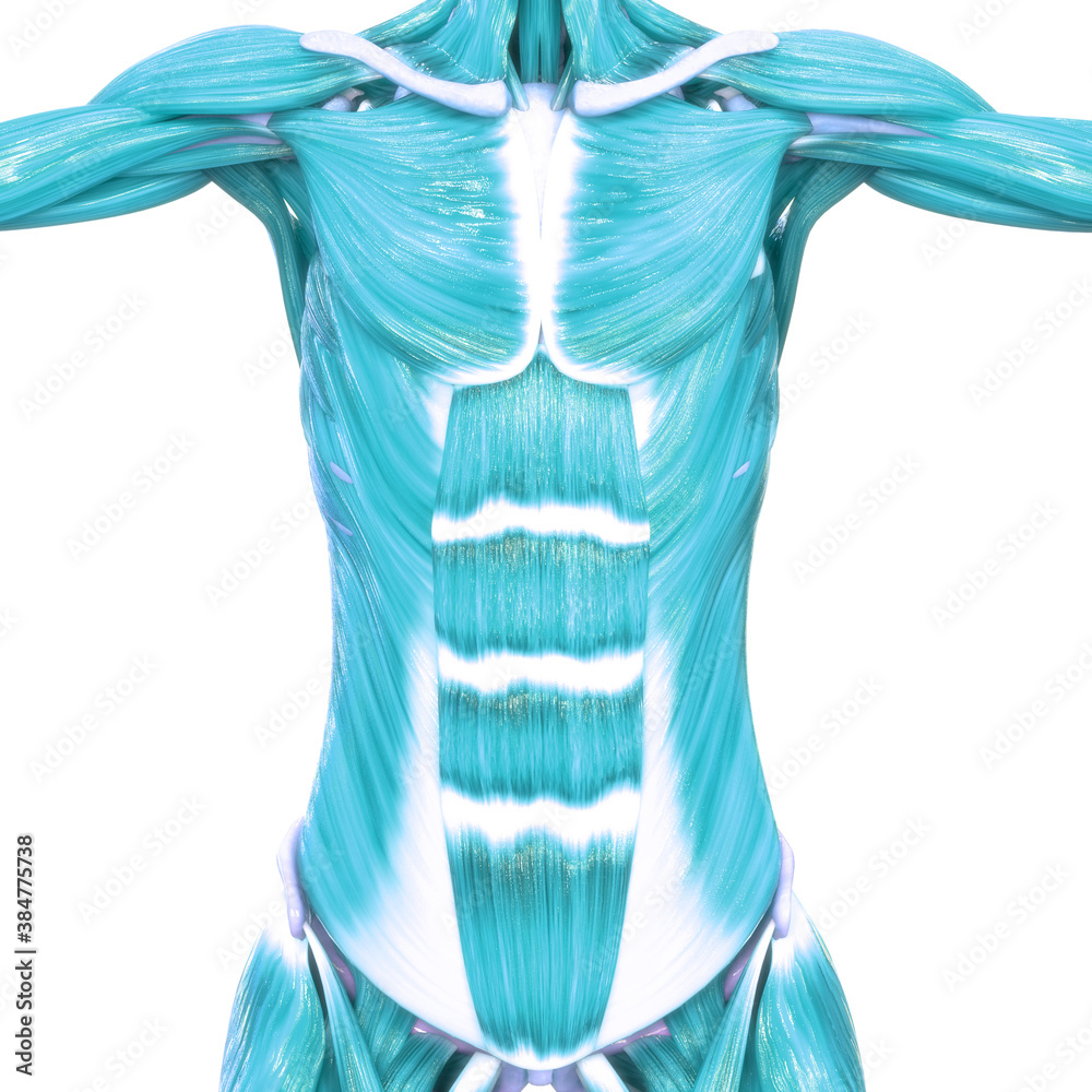 Muscles a Part of Human Muscular System Anatomy Stock Illustration ...