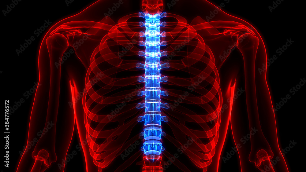 Spinal Cord Vertebral Column Thoracic Vertebrae of Human Skeleton ...