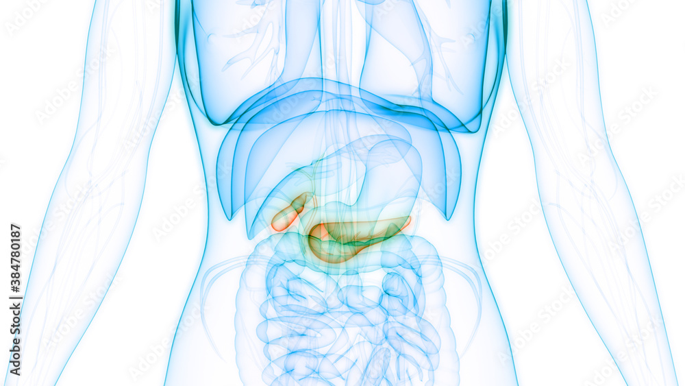Human Internal Organs Pancreas with Gallbladder Anatomy Stock ...