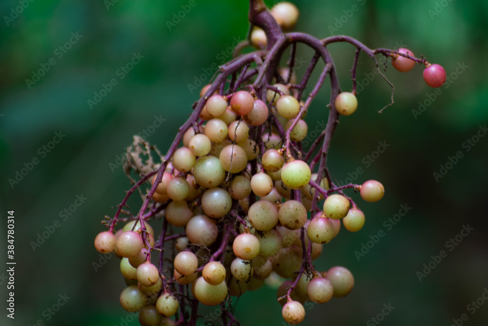 Ampelocissus martinii Planch.Wild grapes, a plant that looks like ...