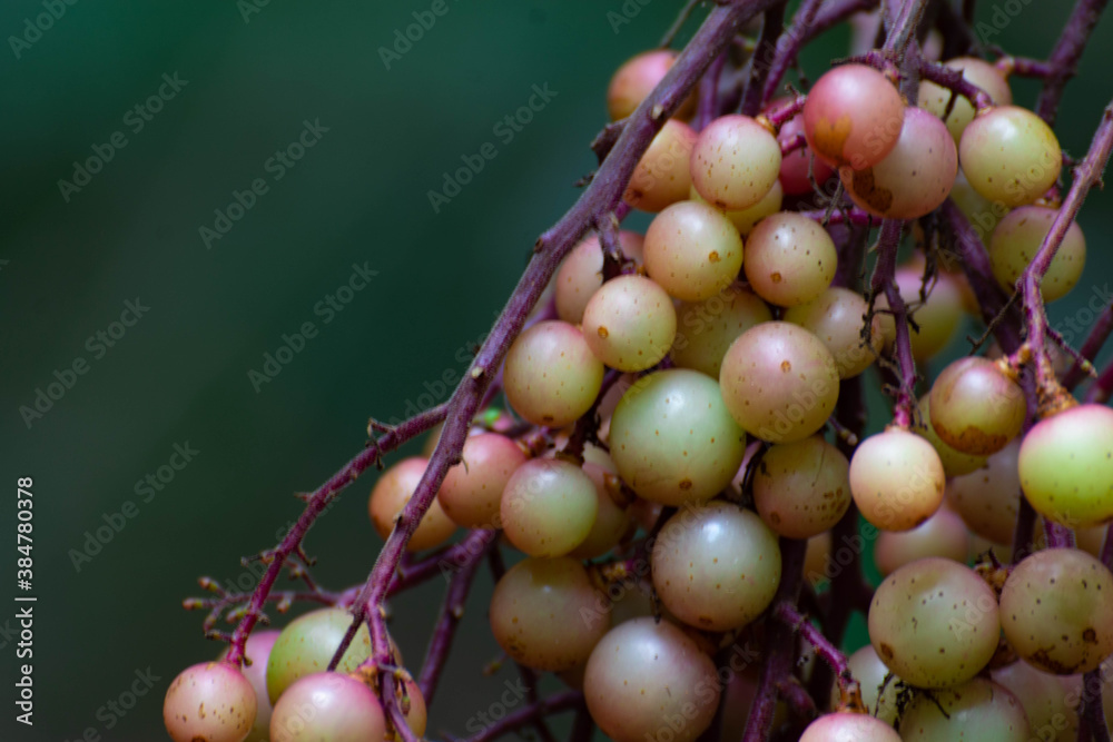 Ampelocissus martinii Planch.Wild grapes, a plant that looks like ...