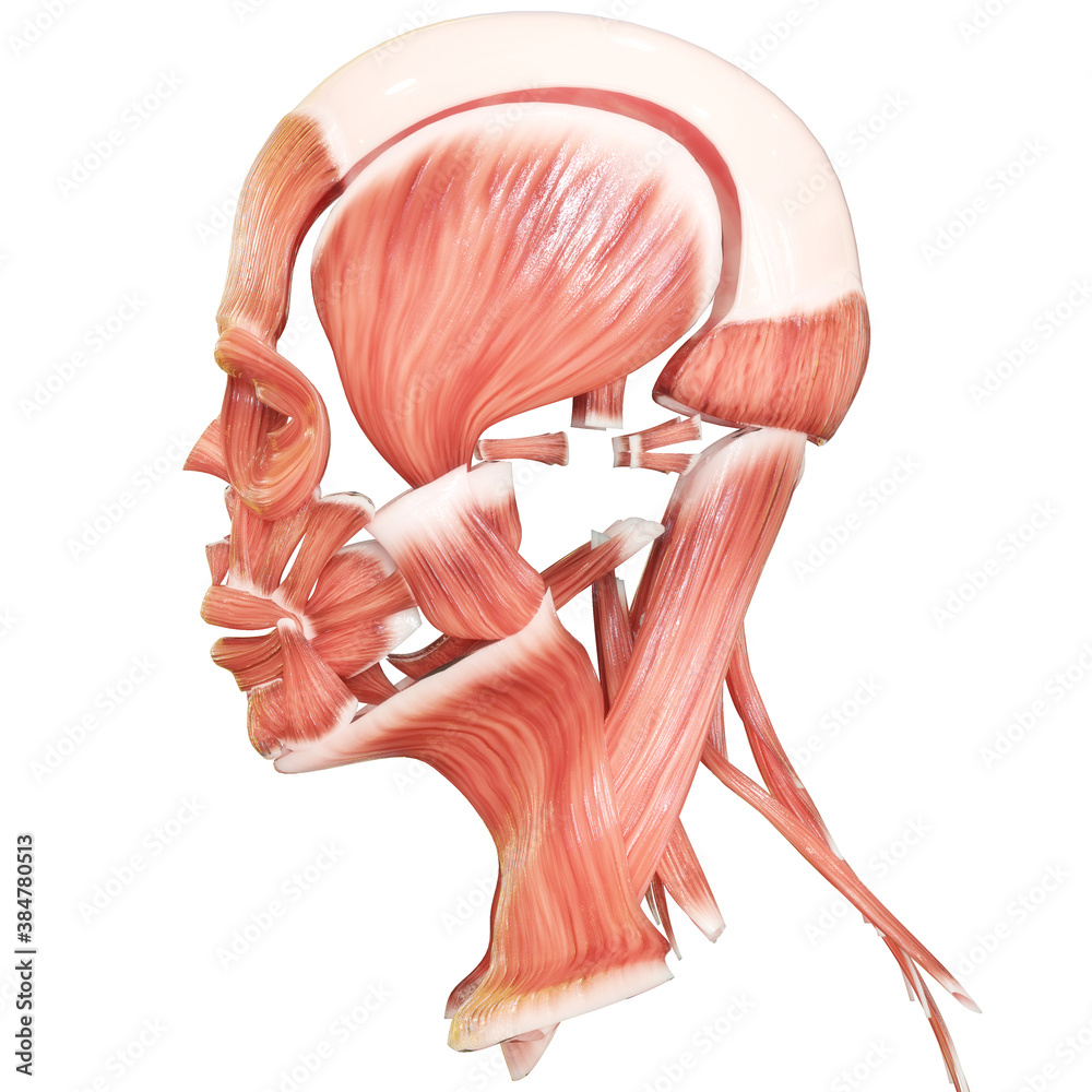 Human Body Muscular System Head Muscles Anatomy Stock Illustration ...
