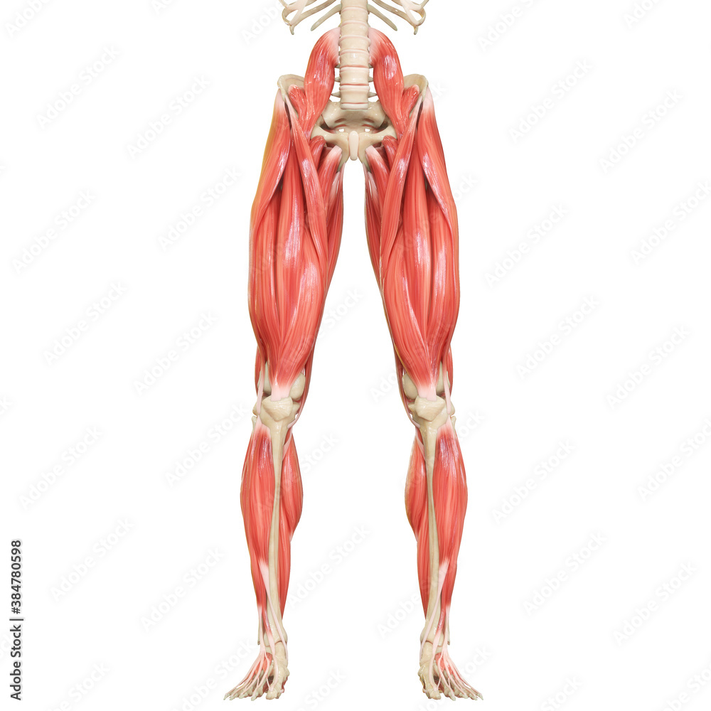 Human Body Muscular System Leg Muscles Anatomy Stock Illustration ...