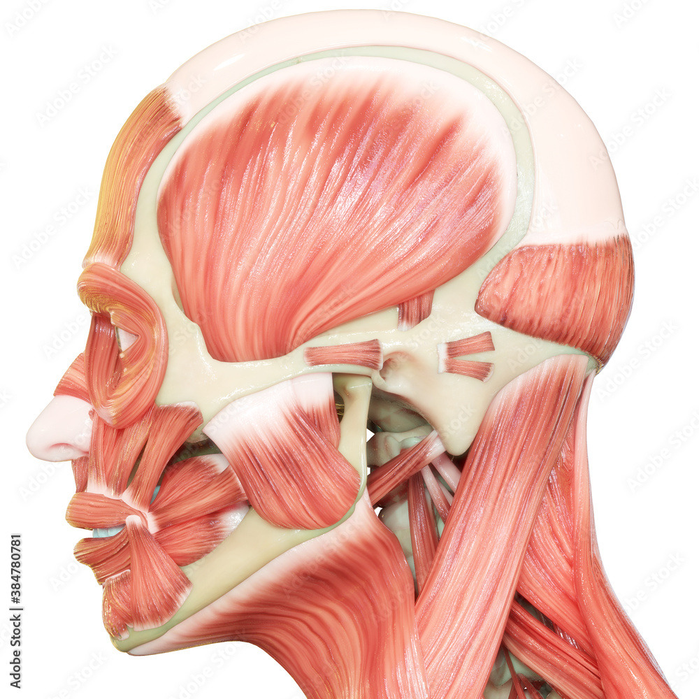 Human Body Muscular System Head Muscles Anatomy Stock Illustration ...
