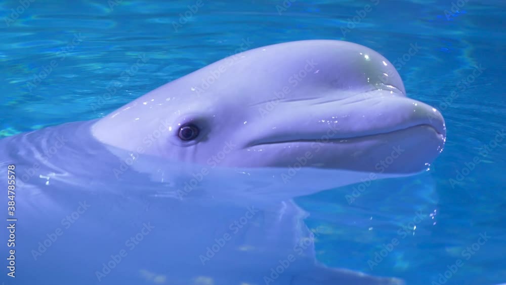 Beluga whale trains in the large pool of the Dolphinarium with trainers ...