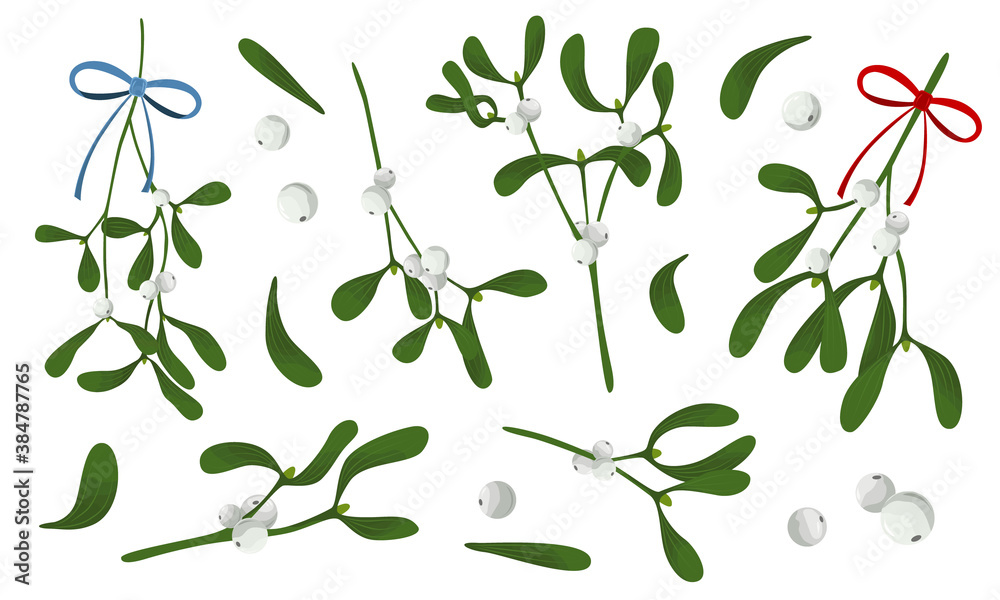 Set of Mistletoe (Viscum) branches with white berries and ribbons ...