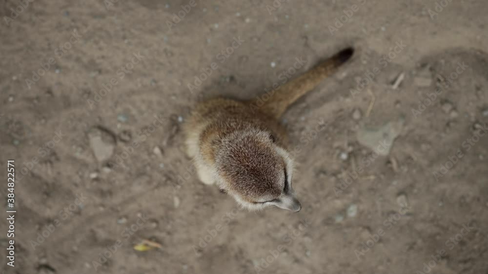 Zoo Animals - Top View Of Cute Meerkat Standing On A Dusty Ground ...