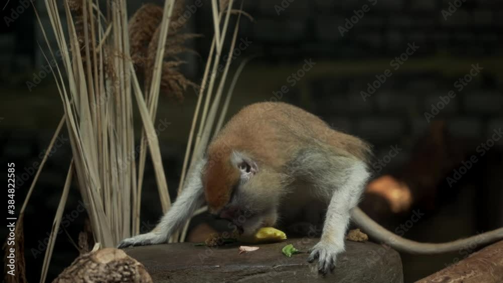 Monkeys In Zoo - Adult East African Patas Monkey With White Nose Also ...