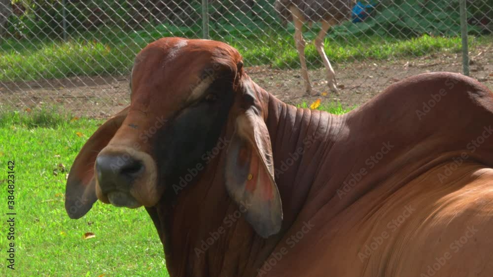 Huge Brown Bull with a hump on its back sits in a green grassy fenced ...
