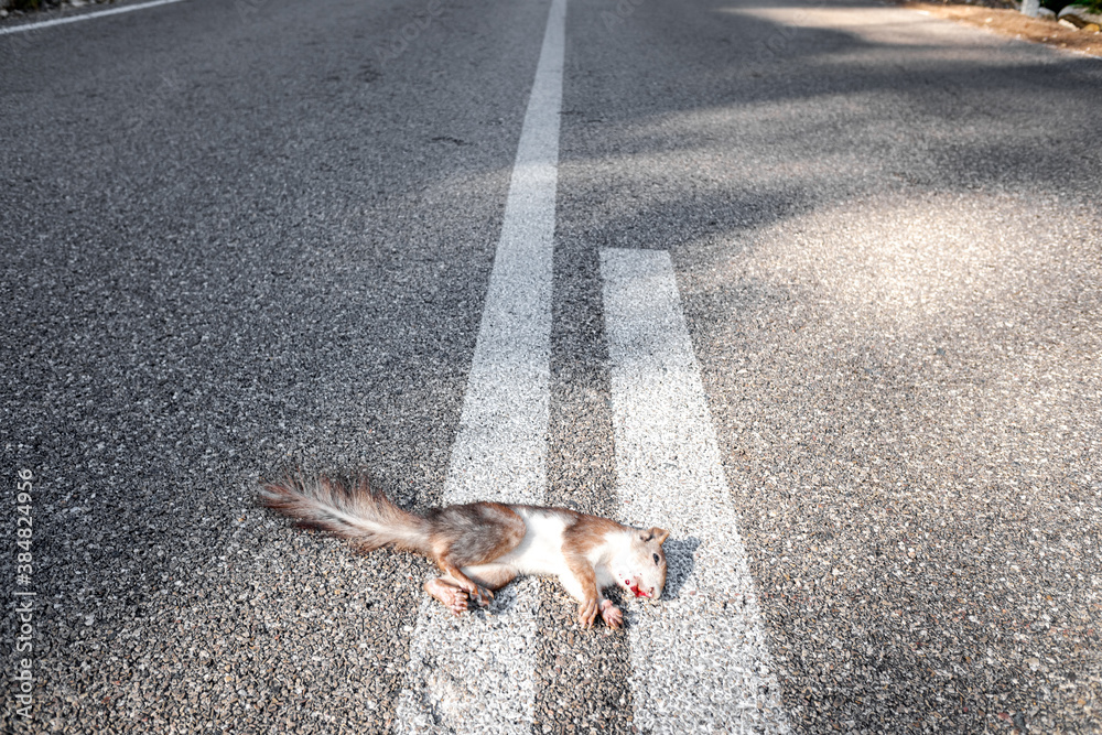 Car accident ends the life of a squirrel who is bleeding in the center ...