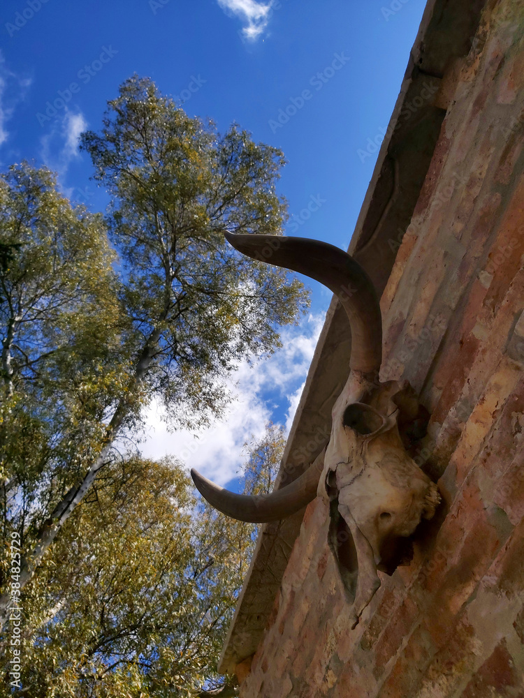 vista desde abajo, de cráneo de toro con cuernos colgado sobre pared ...