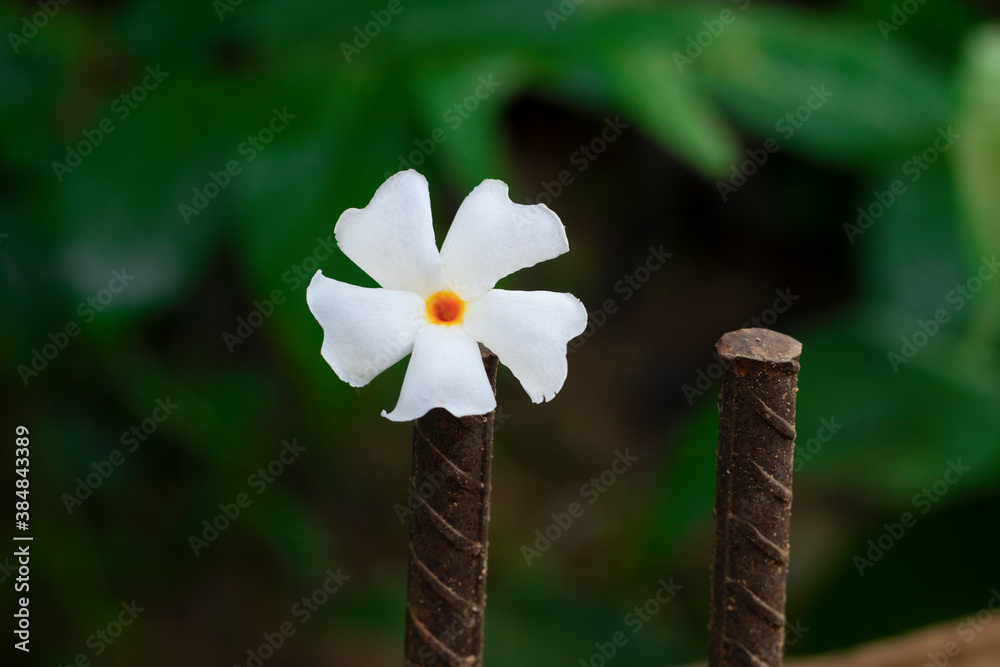 Parijata Flower Hd Images | Best Flower Site