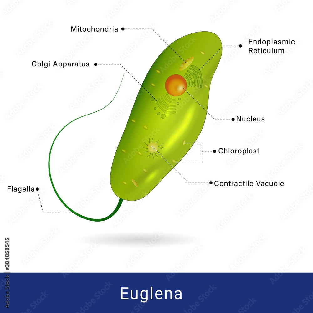Detailed structure of euglena in green color in white background vector ...