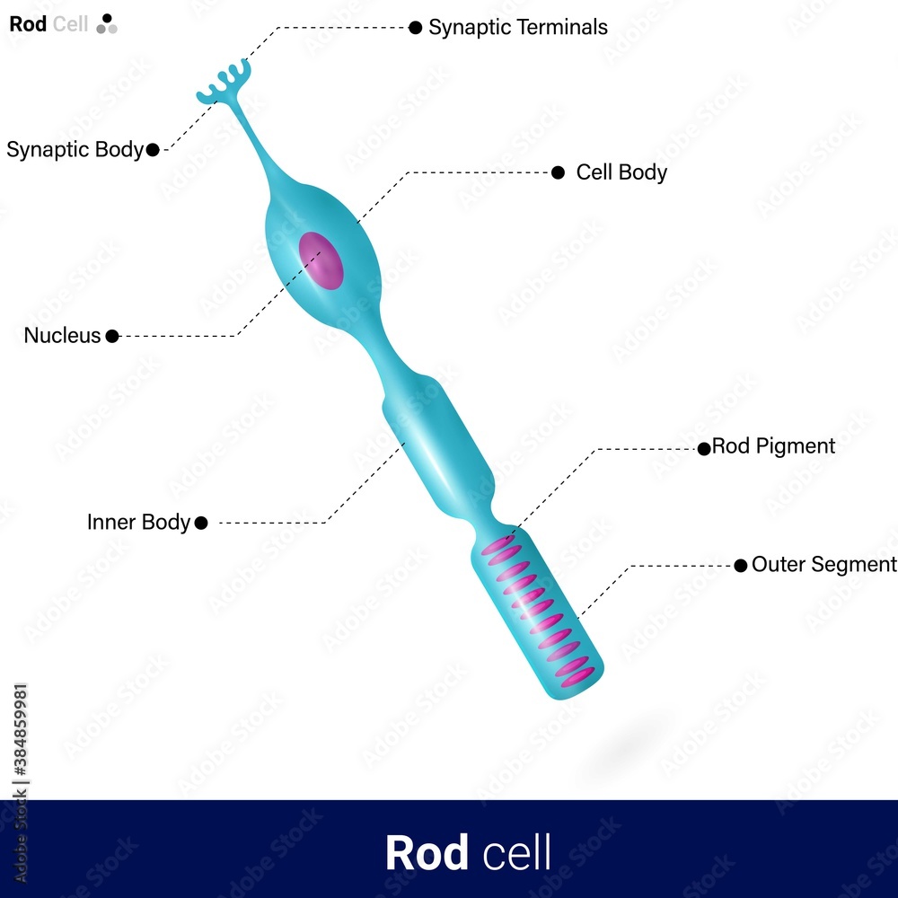 Structure of human rod cell of eye involved in vision vector. role in ...