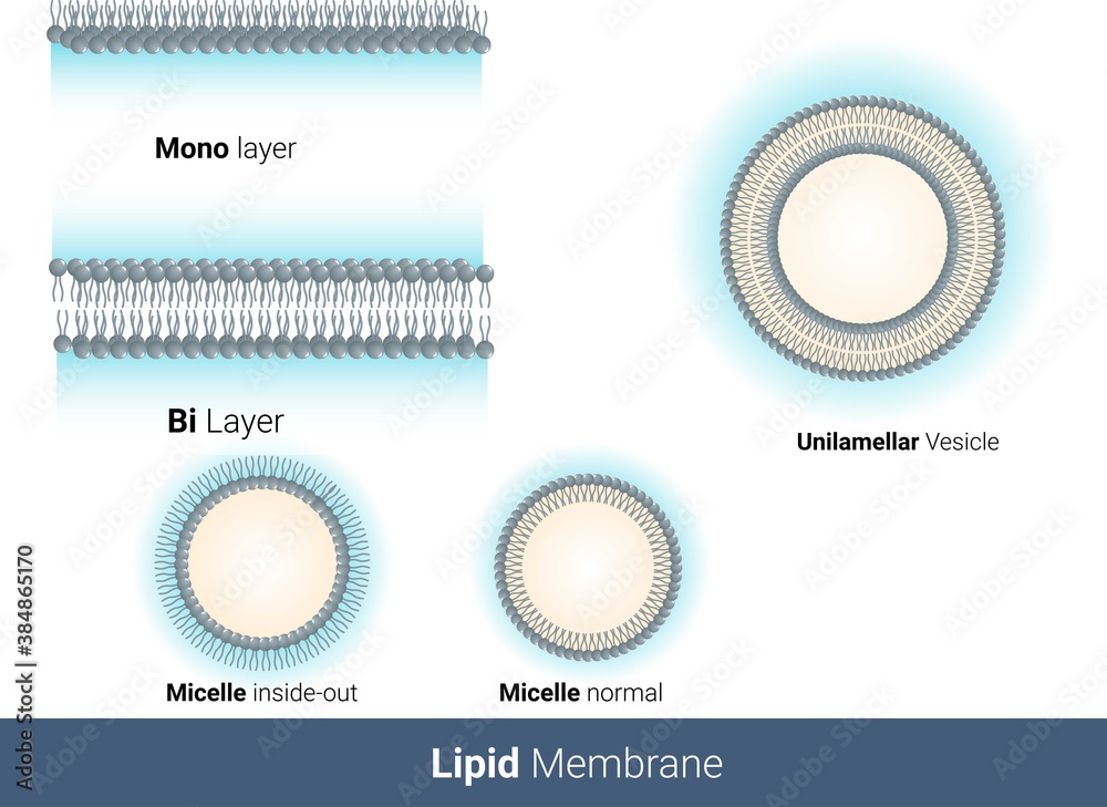 Types of plasma membrane of cell: . liposome, membrane, cell, Monolayer ...