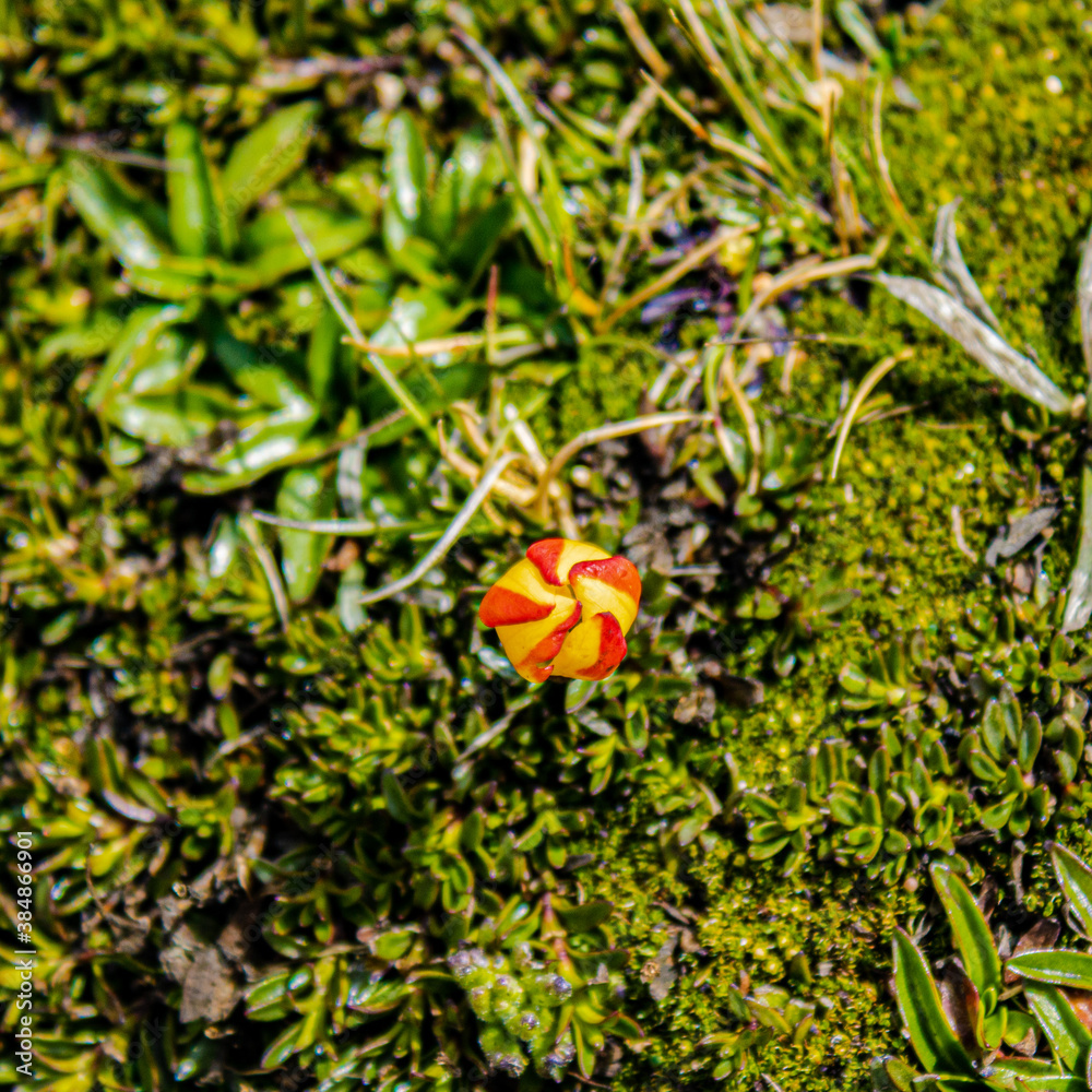 Flor andina bicolor de los páramos del Parque Nacional Cajas. Stock ...