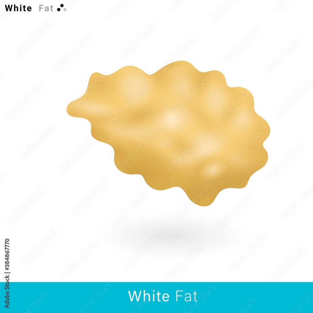 white adipose tissue anatomy vector illustration. overweight reason ...