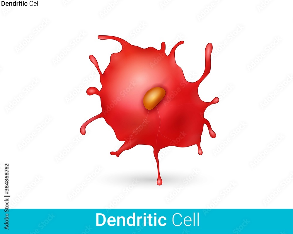 Structure of dendritic cell with dendrites nucleus in red color vector ...