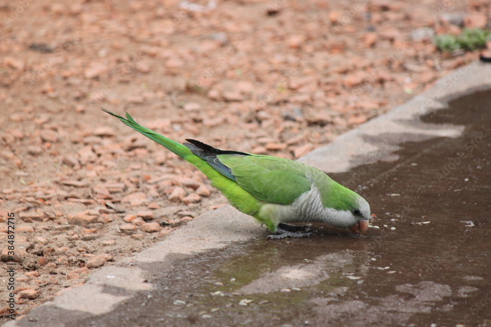 Cotorra argentina, perico monje, cotorrita verdigris, ave pequeña de ...