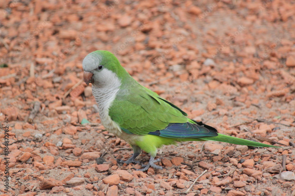 Cotorra argentina, perico monje, cotorrita verdigris, ave pequeña de ...