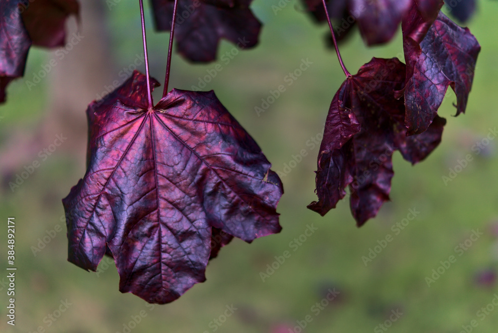 Beautiful dark-purple autumn leaves of Acer Platanoides Crimson King ...