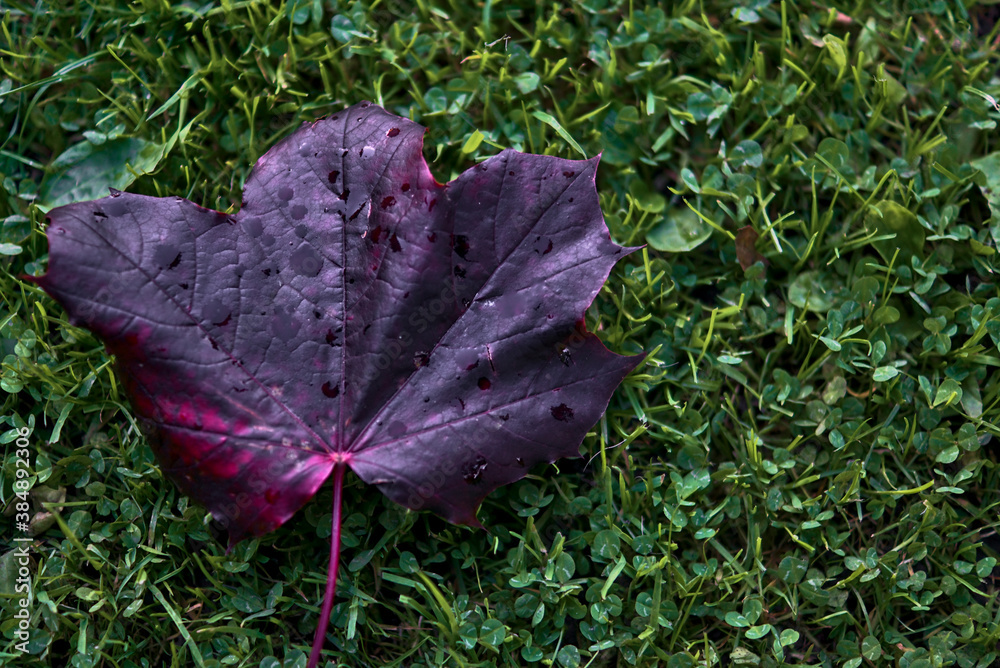 Purple Fall Maple Leaf