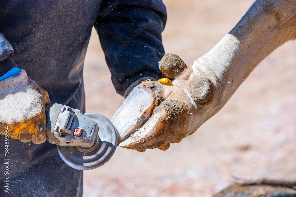 Care of cow nail. Cut of worn keratin. Routine cutting activity of cows ...