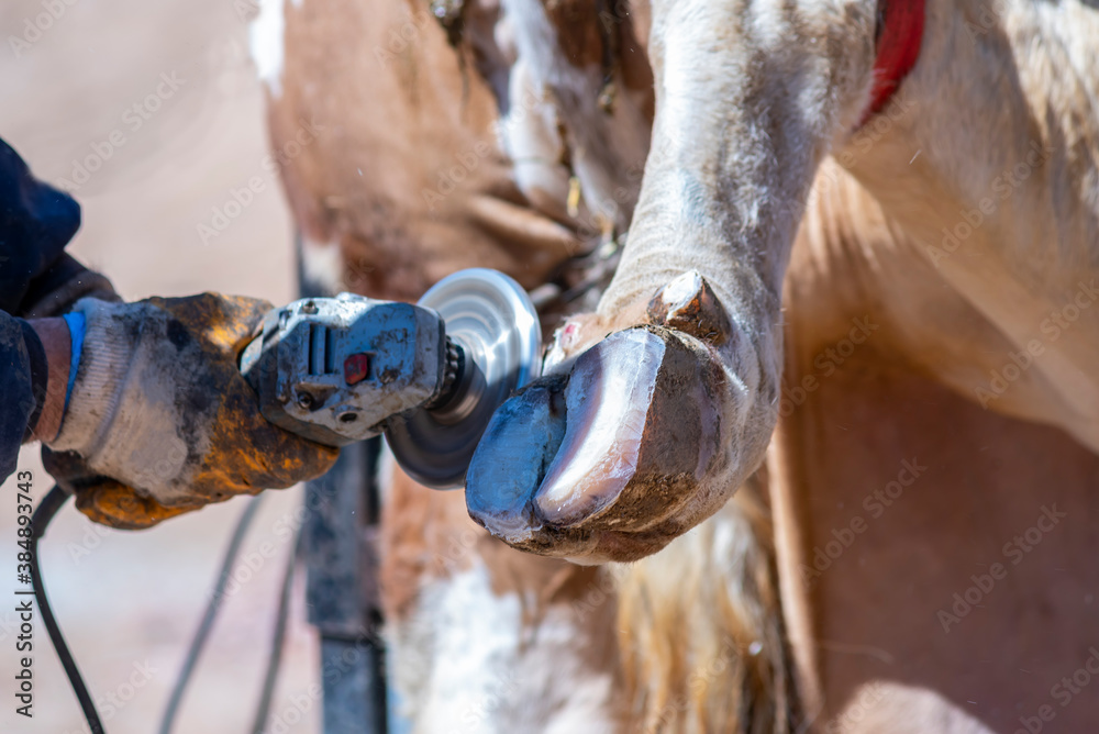 Care of cow nail. Cut of worn keratin. Routine cutting activity of cows ...
