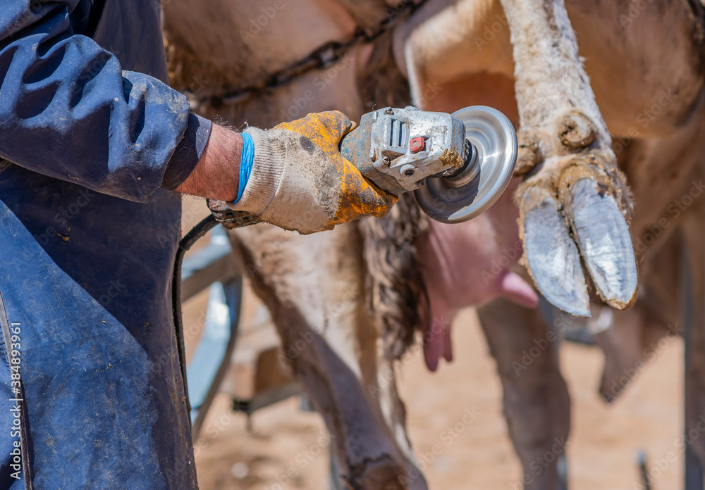 Care of cow nail. Cut of worn keratin. Routine cutting activity of cows ...
