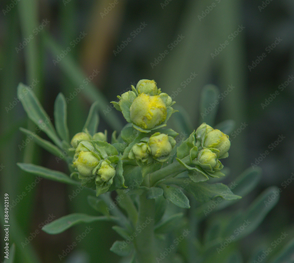 flor ruda, ruta o Magnoliopsida en flor, Rutaceae Stock Photo | Adobe Stock