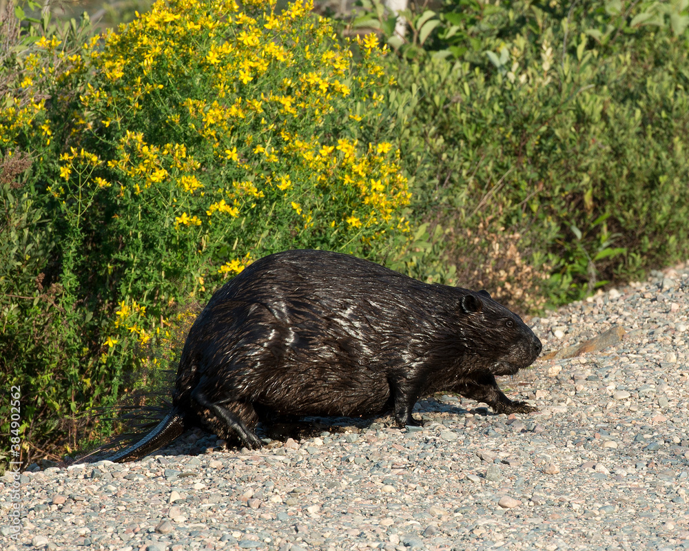 Beaver photo stock. Beaver close-up profile view with yellow flowers ...
