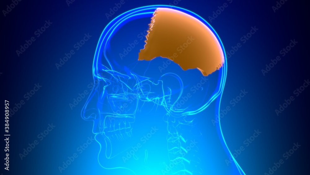 Human Skeleton Skull Parietal Bone Anatomy For Medical Concept Stock ...