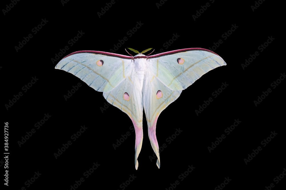 Beautiful Actias selene moth isolated on white background Stock Photo ...