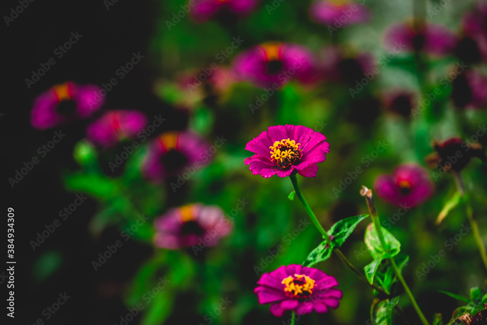 Batanes Flower Stock Photo | Adobe Stock