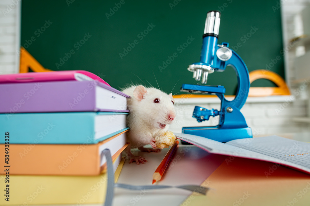 White rat sitting on microscope. Concept - testing of drugs, vaccines ...