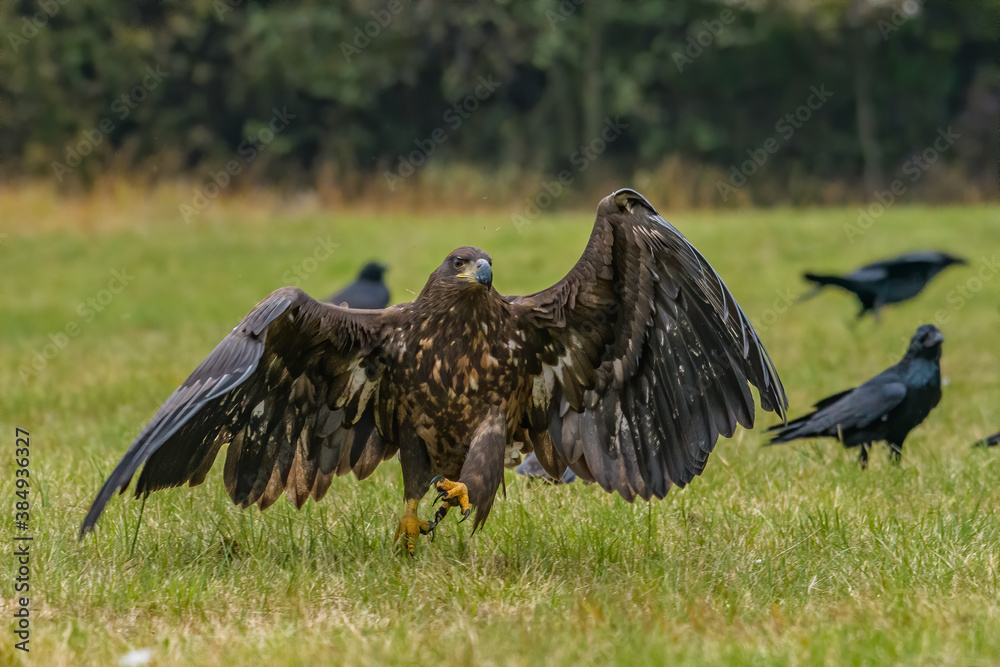 White Tailed Eagle (Haliaeetus albicilla) in flight. Also known as the ...